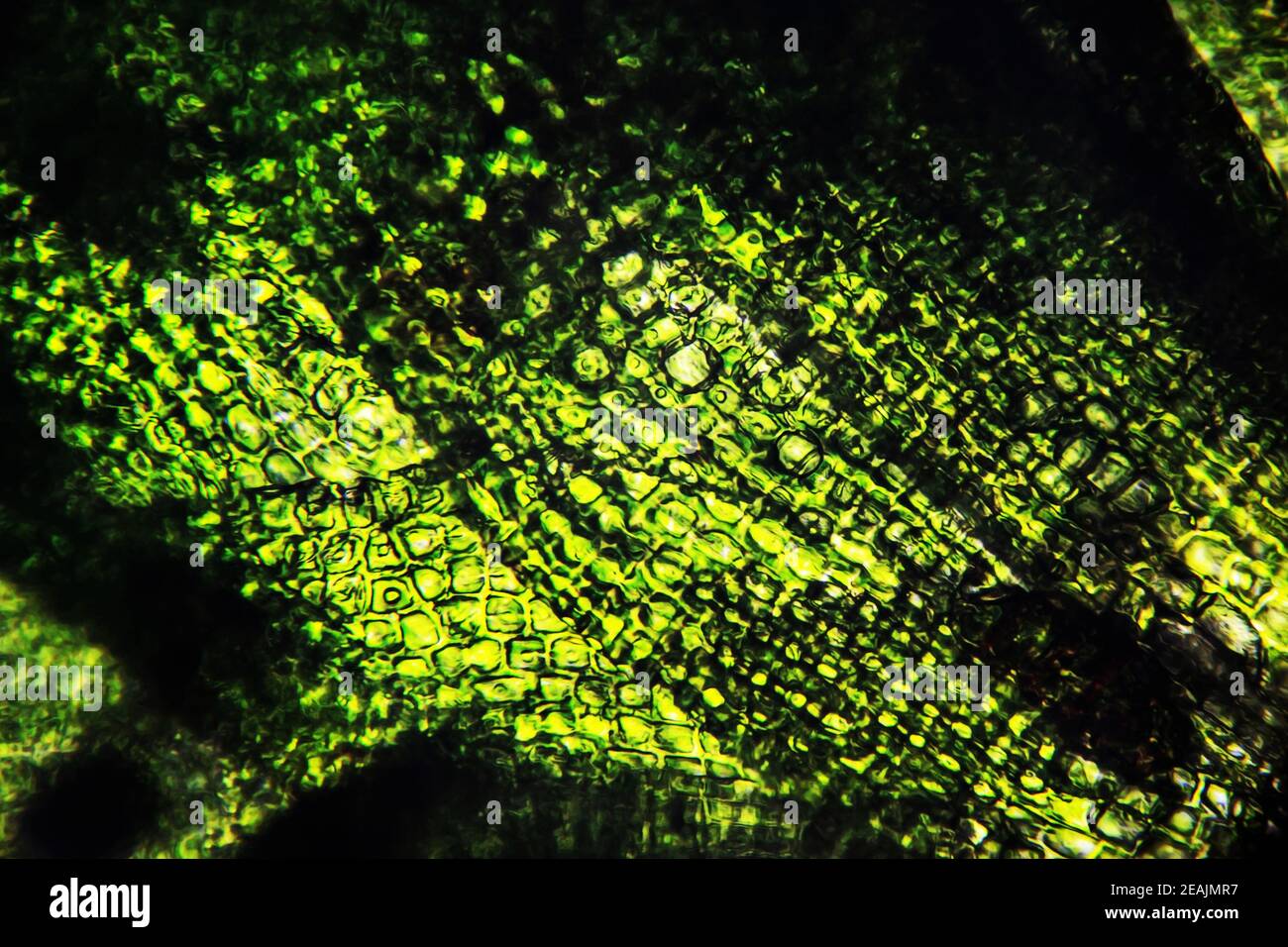 Foglia al microscopio immagini e fotografie stock ad alta risoluzione ...
