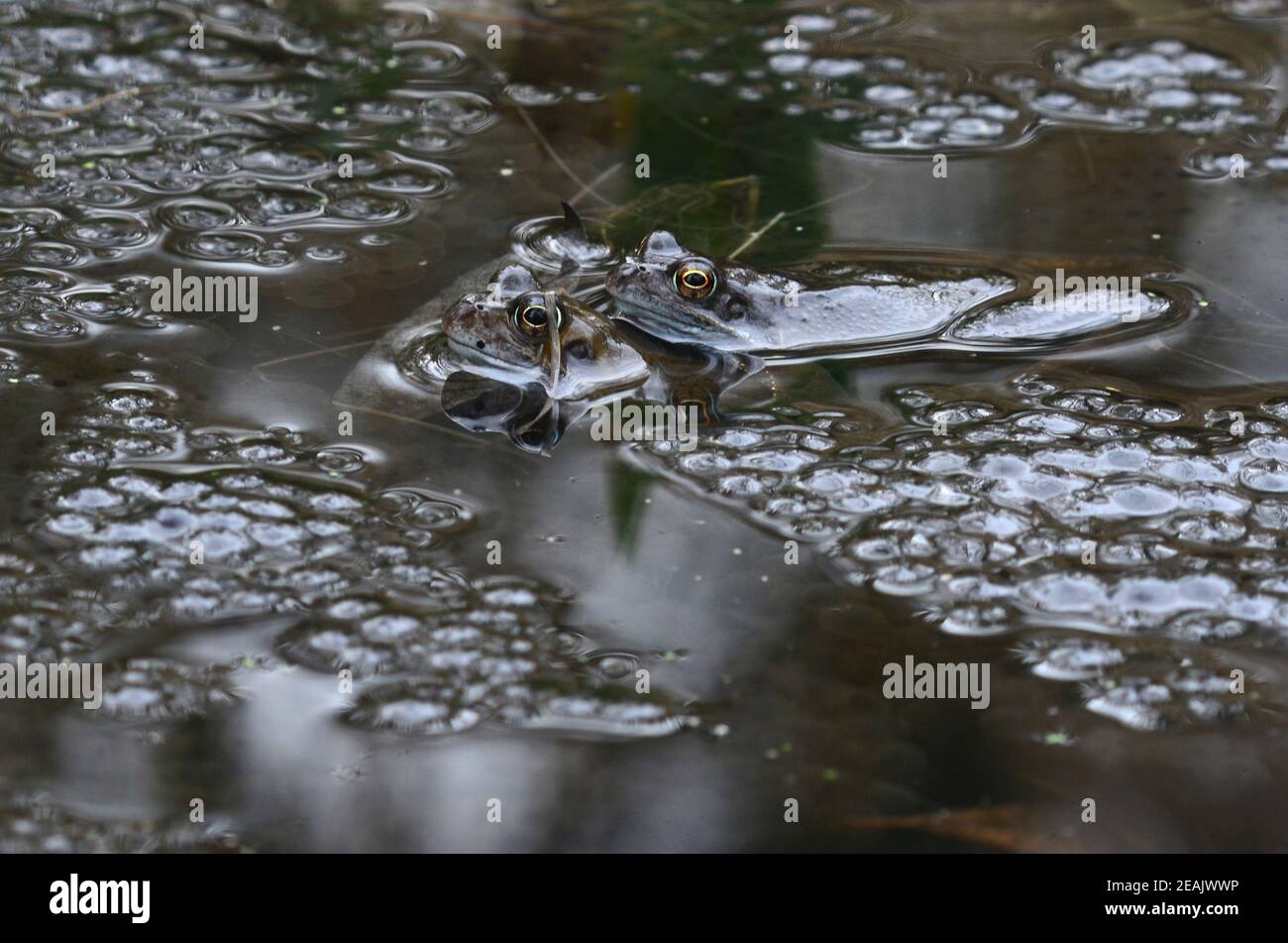 Primo piano della rana comune immagini e fotografie stock ad alta ...