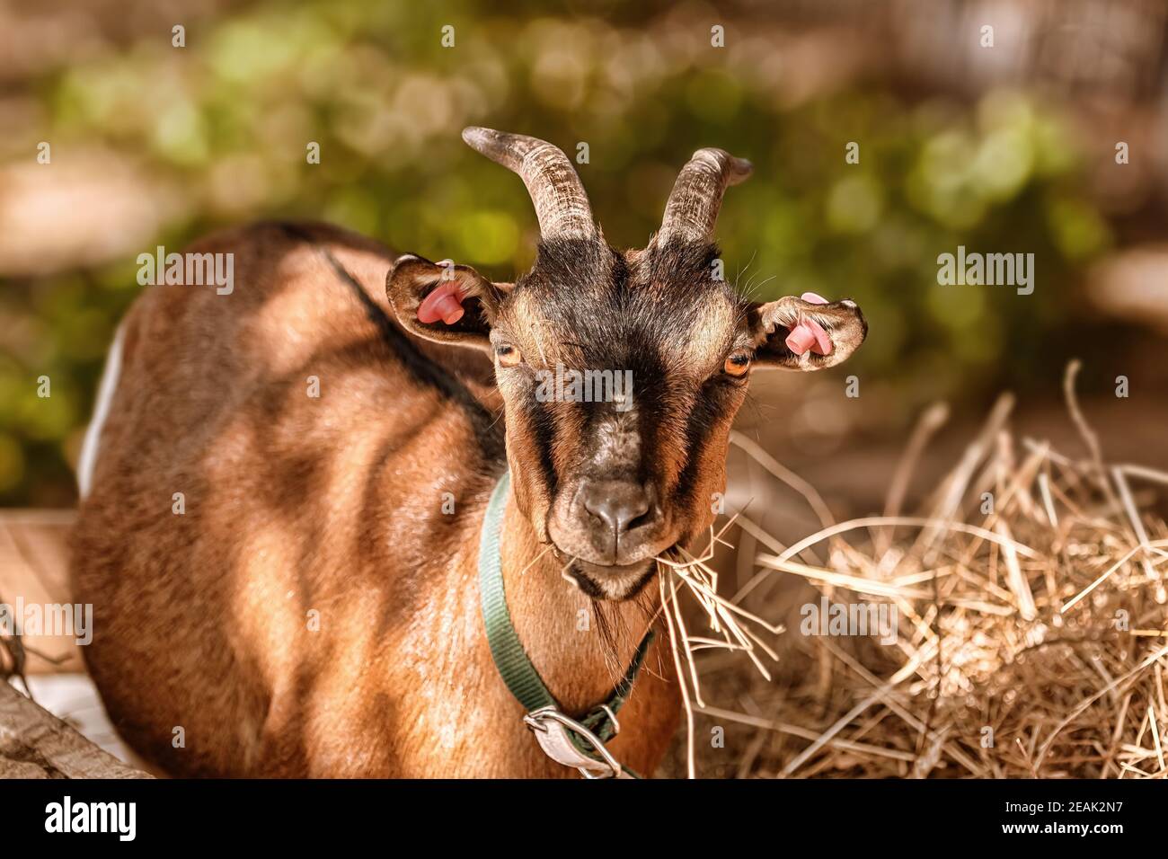 Capra con zoccoli immagini e fotografie stock ad alta risoluzione - Alamy