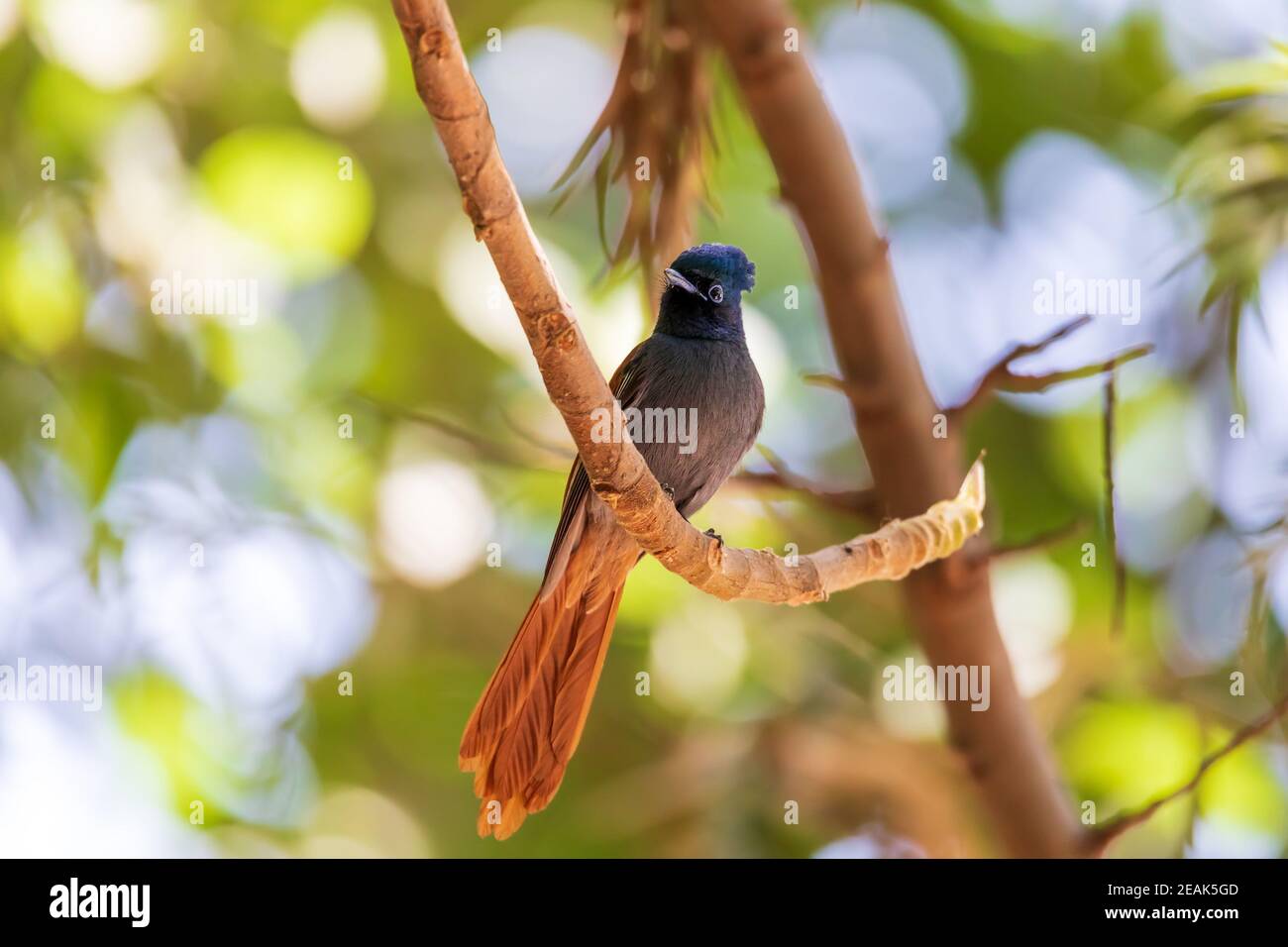 Animali africani da colorare immagini e fotografie stock ad alta ...