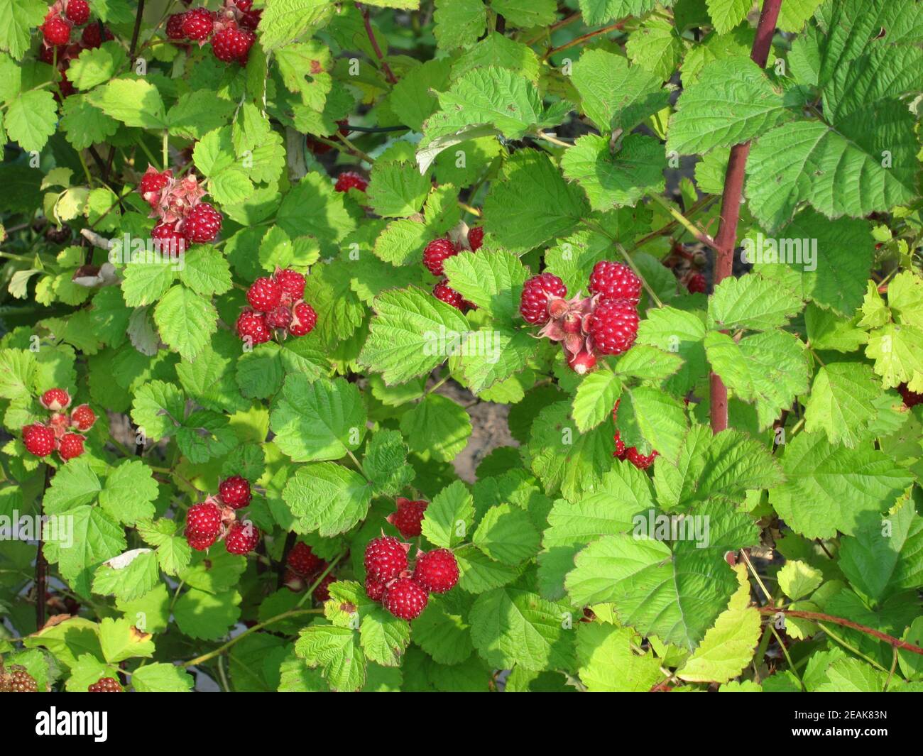 Ramo di lamponi immagini e fotografie stock ad alta risoluzione - Alamy
