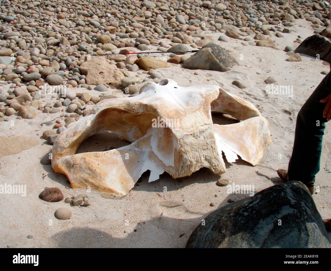 Animali scheletro animale immagini e fotografie stock ad alta ...