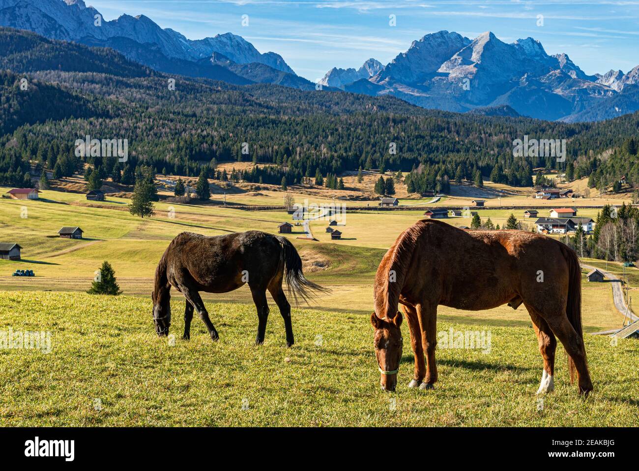 Fauna selvatica delle alpi immagini e fotografie stock ad alta ...