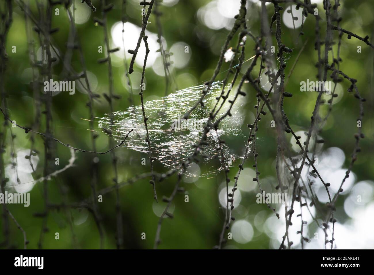 Ragno nidificante immagini e fotografie stock ad alta risoluzione - Alamy
