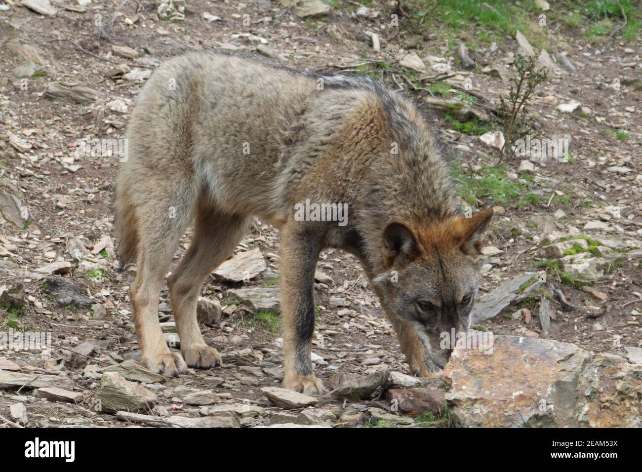Fauna portogallo immagini e fotografie stock ad alta risoluzione - Alamy