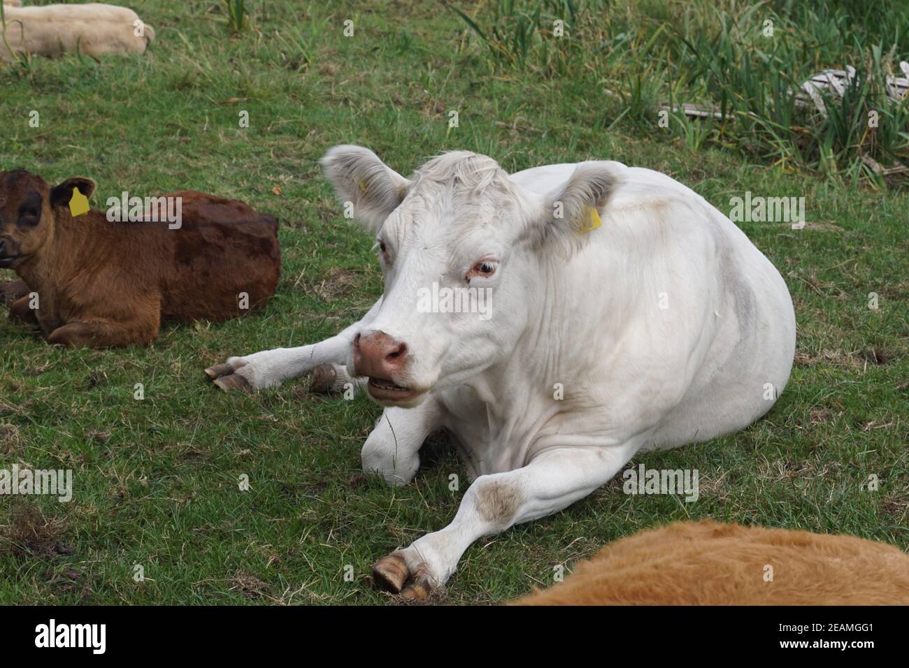 Verdi pascoli con mucche immagini e fotografie stock ad alta ...