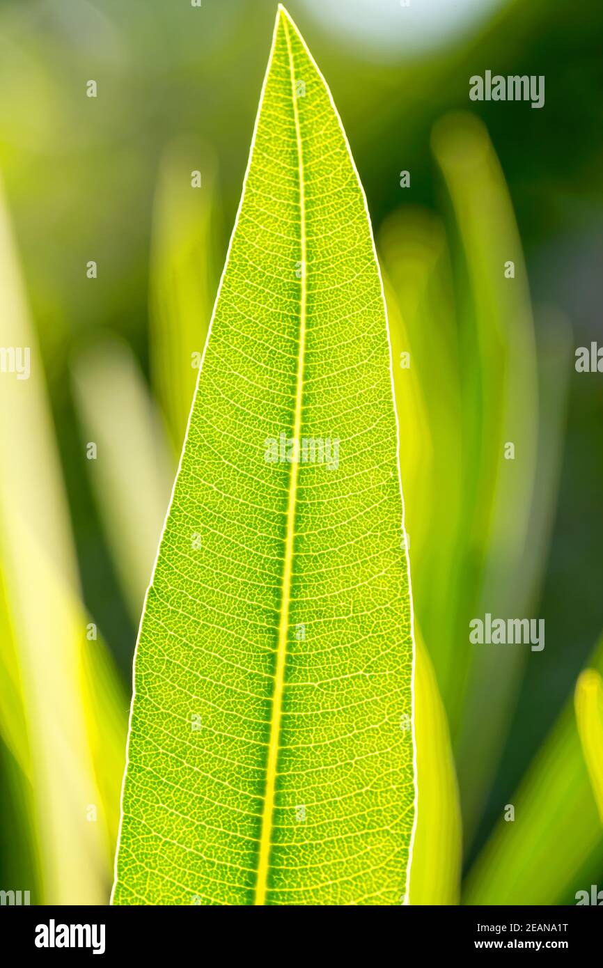 Sfondo texture foglia immagini e fotografie stock ad alta risoluzione ...