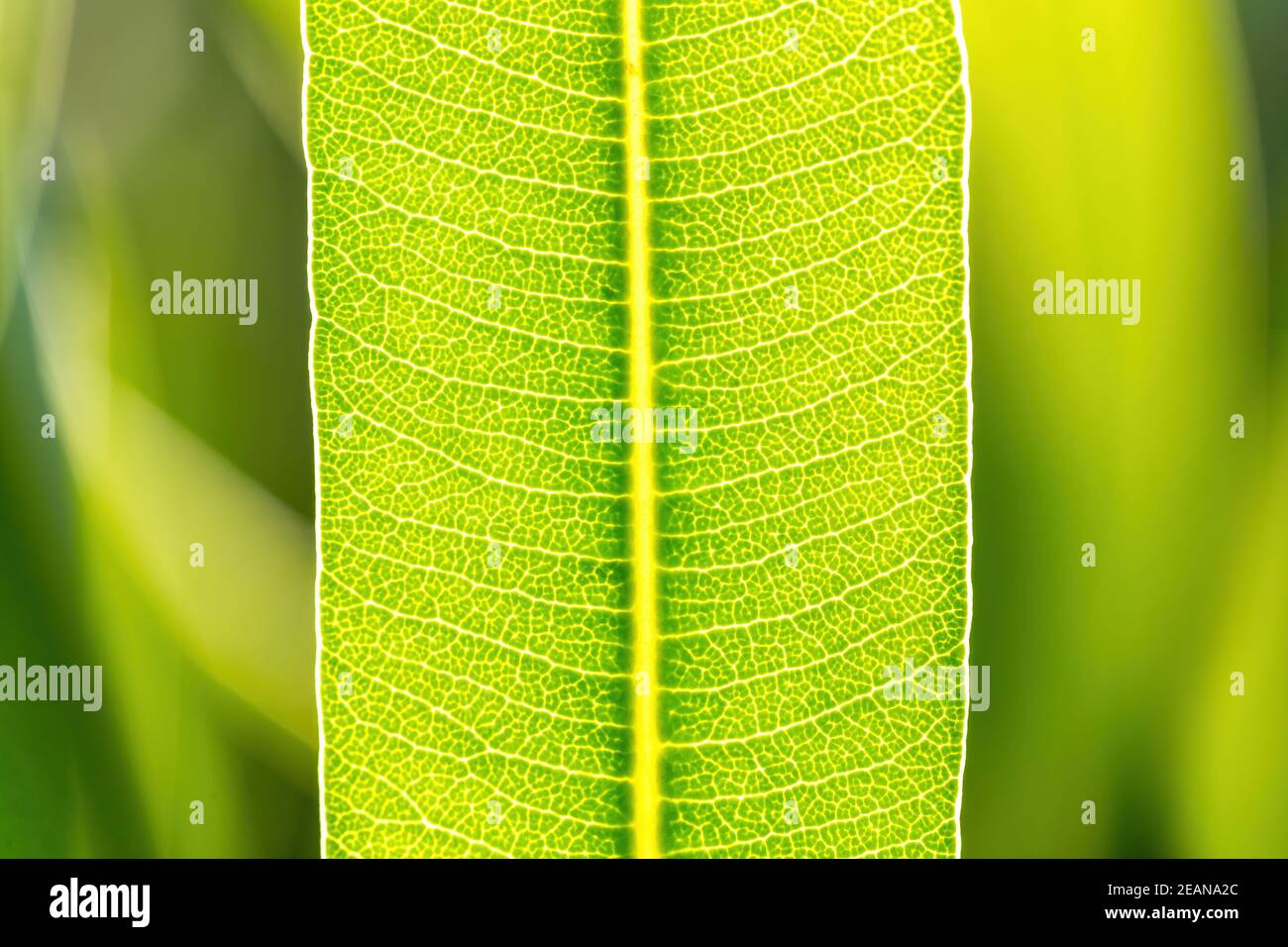 Sfondo texture foglia immagini e fotografie stock ad alta risoluzione ...