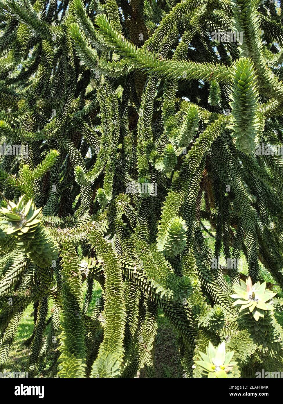 Araucariaceae araucaria immagini e fotografie stock ad alta risoluzione ...