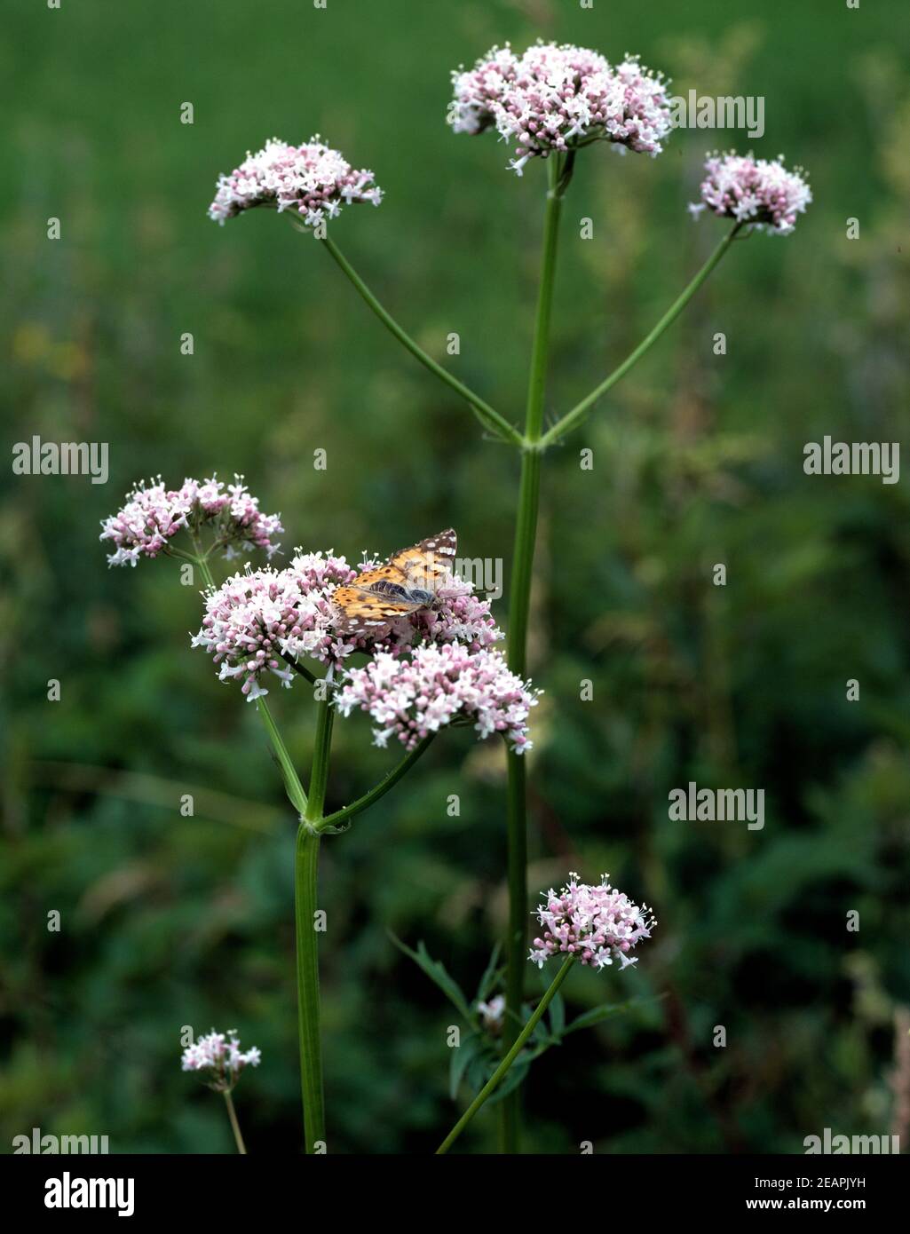 Arznei baldrian immagini e fotografie stock ad alta risoluzione - Alamy