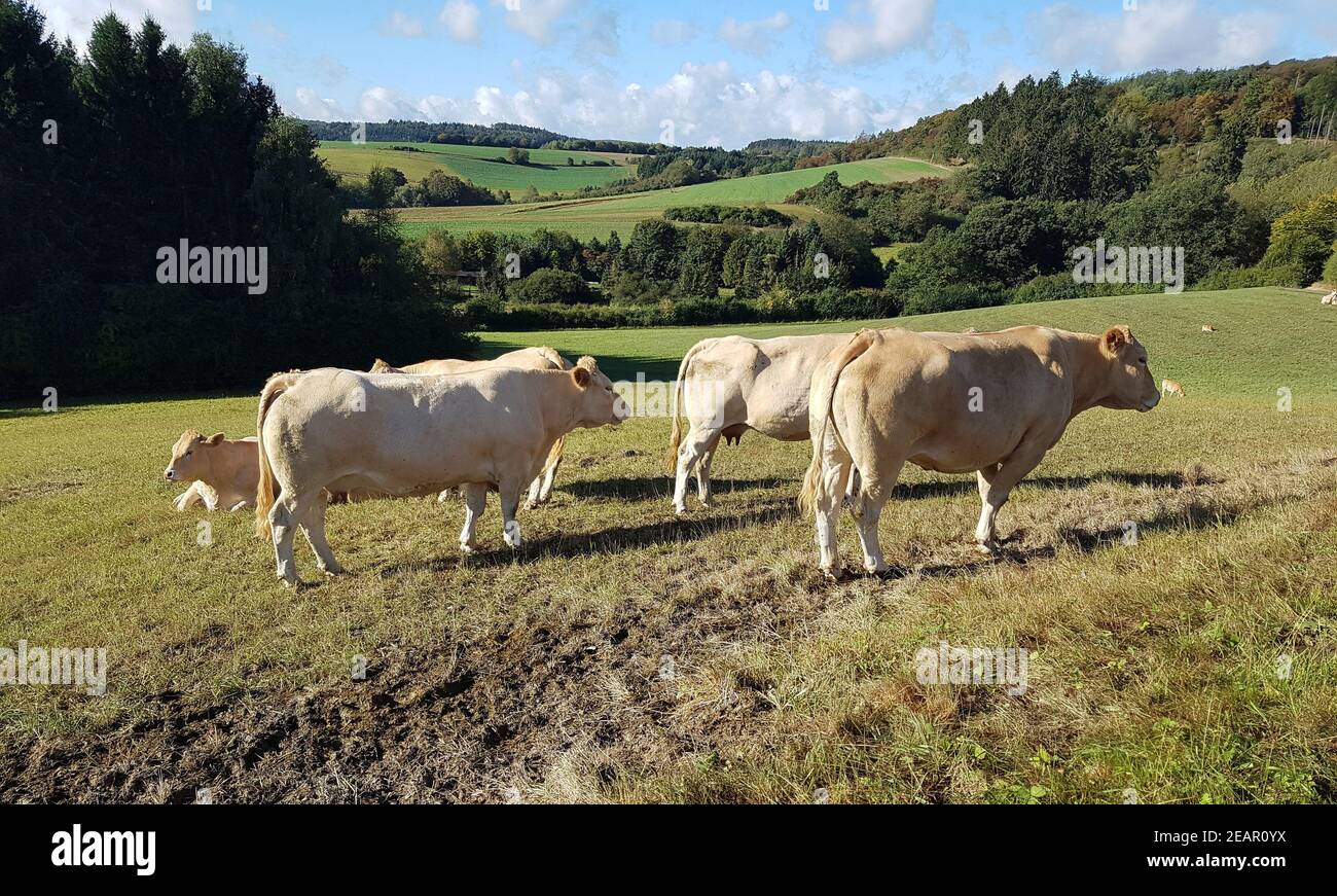Rinder weiden immagini e fotografie stock ad alta risoluzione - Alamy