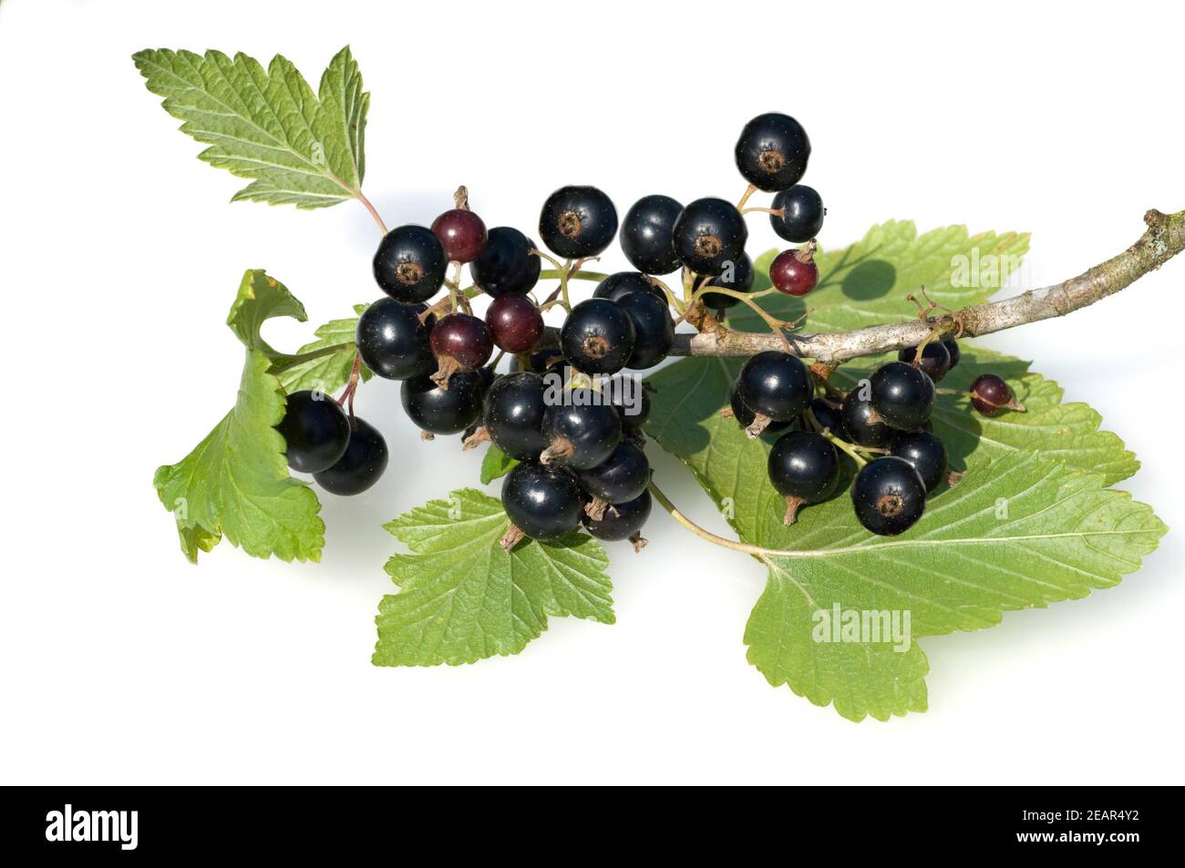 Schwarze ribes nigrum immagini e fotografie stock ad alta risoluzione ...