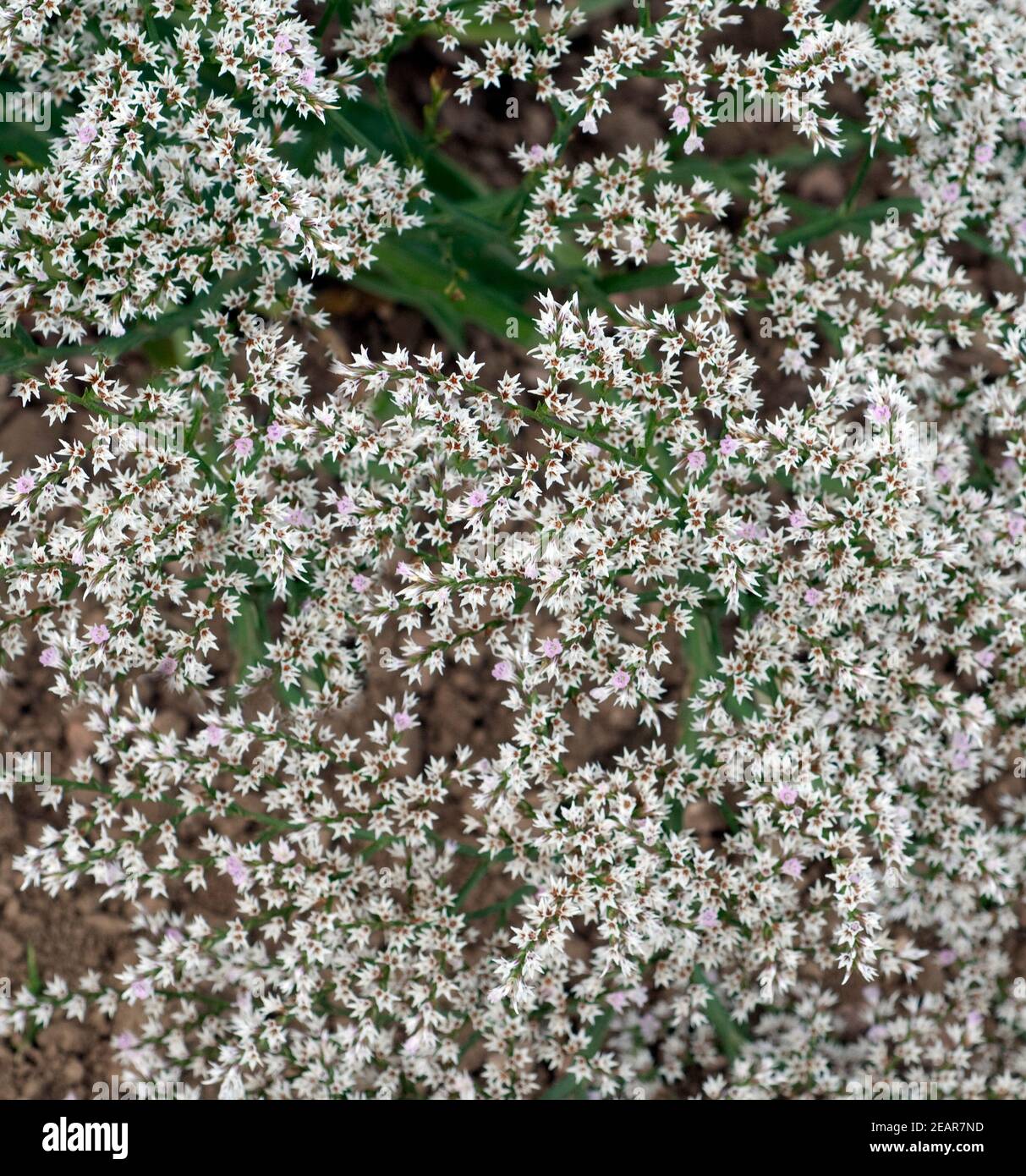 Limonium tataricum immagini e fotografie stock ad alta risoluzione - Alamy