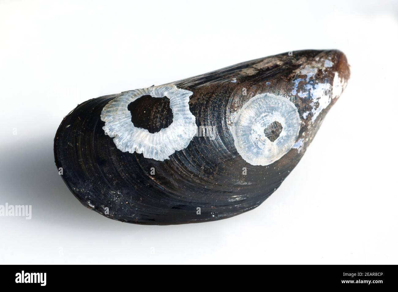 Muschel muscheln immagini e fotografie stock ad alta risoluzione - Alamy