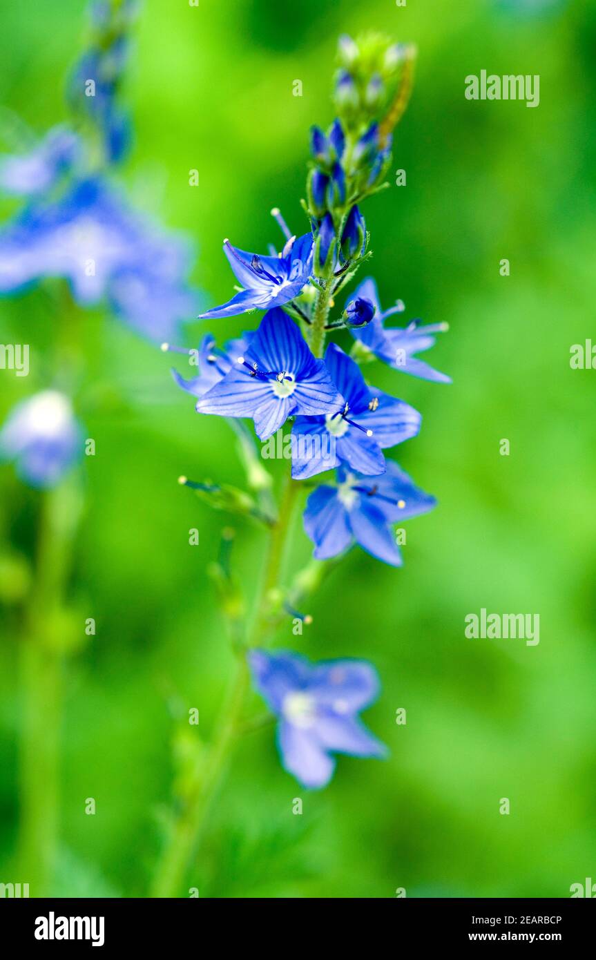 Garten ehrenpreis immagini e fotografie stock ad alta risoluzione - Alamy