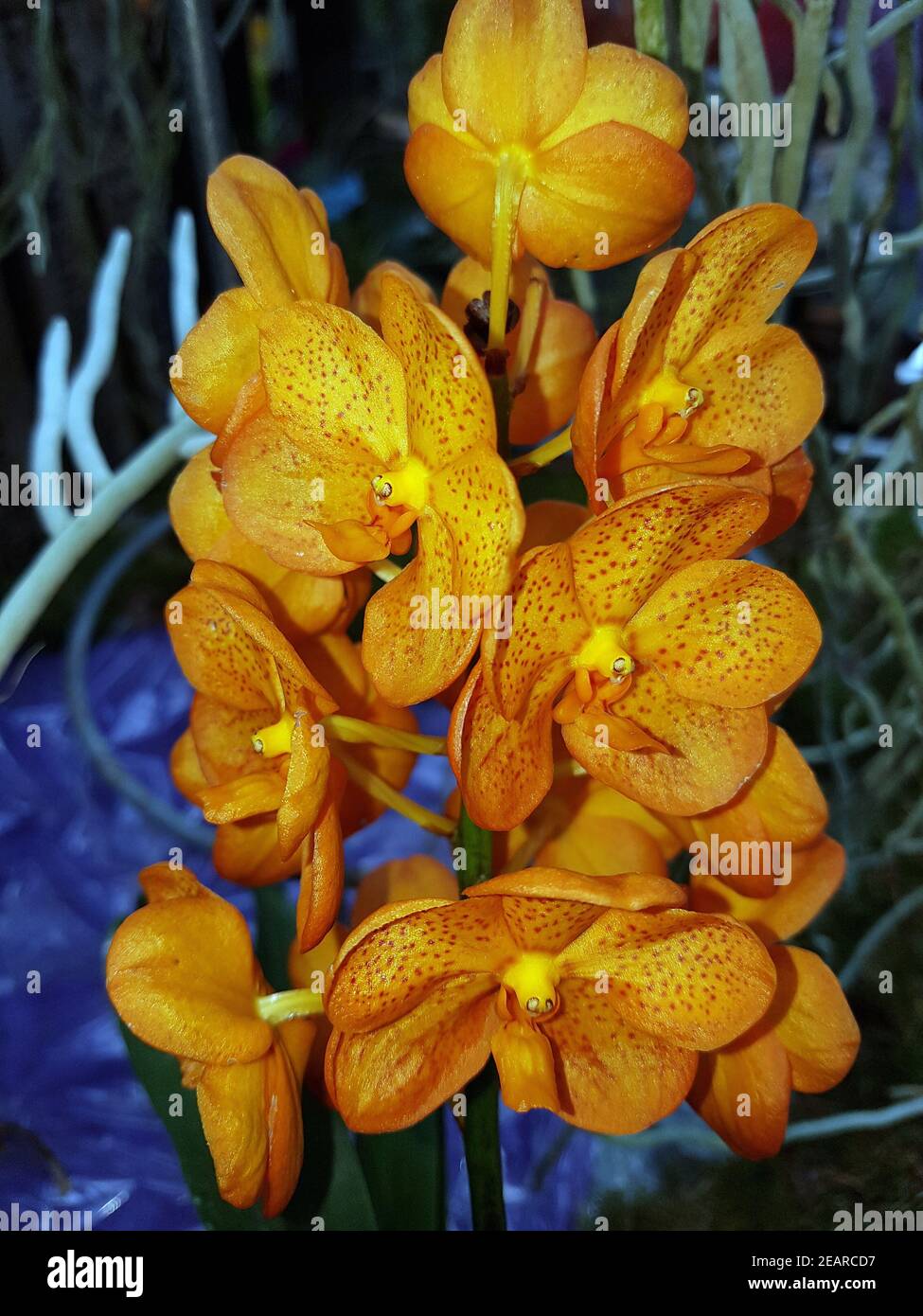 Orchideen hybride immagini e fotografie stock ad alta risoluzione - Alamy