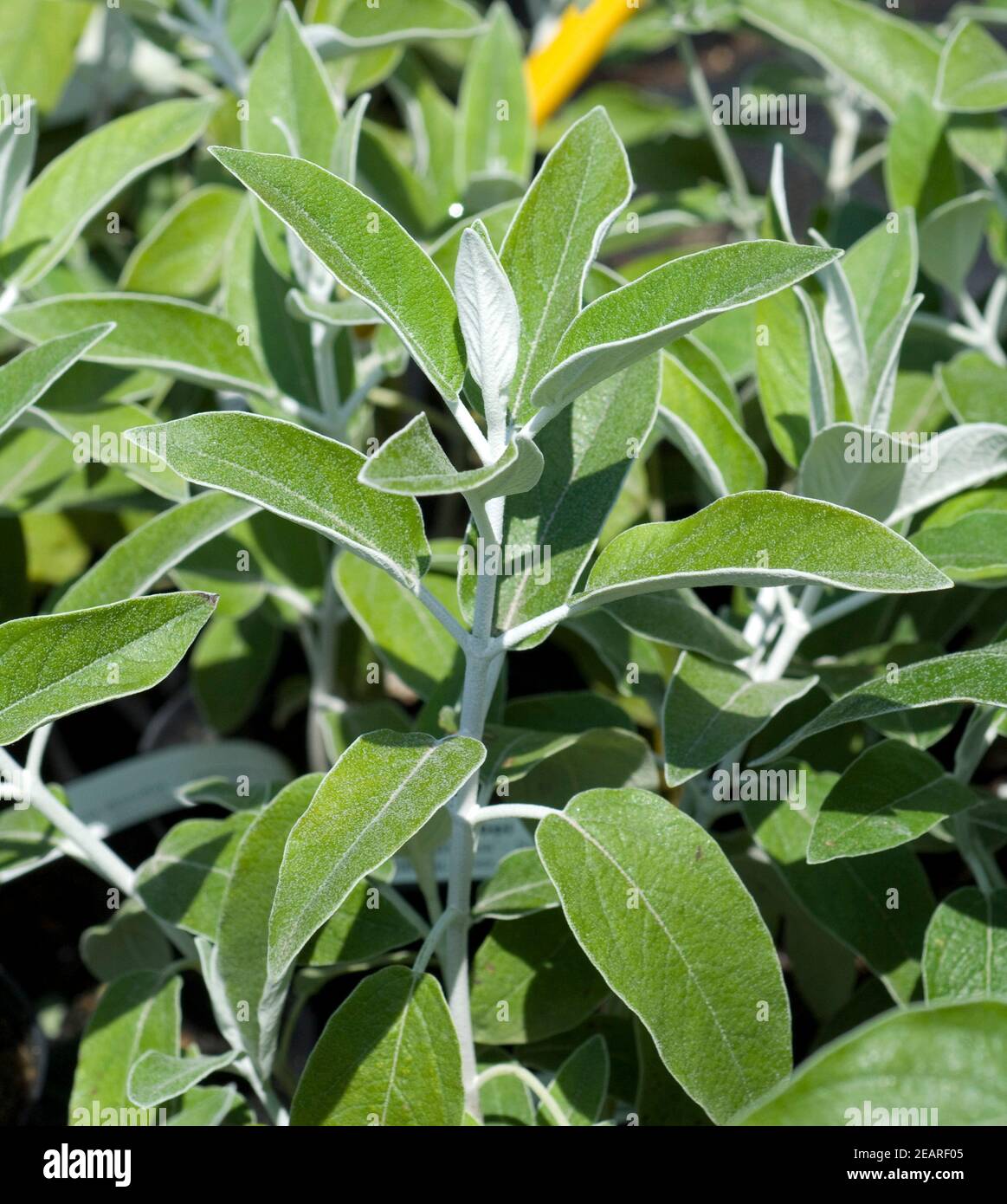 Salvia discolor immagini e fotografie stock ad alta risoluzione - Alamy