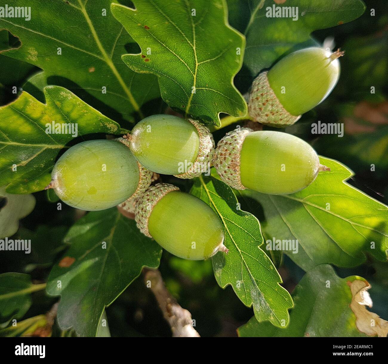 quercus-sessiliflora-immagini-e-fotografie-stock-ad-alta-risoluzione