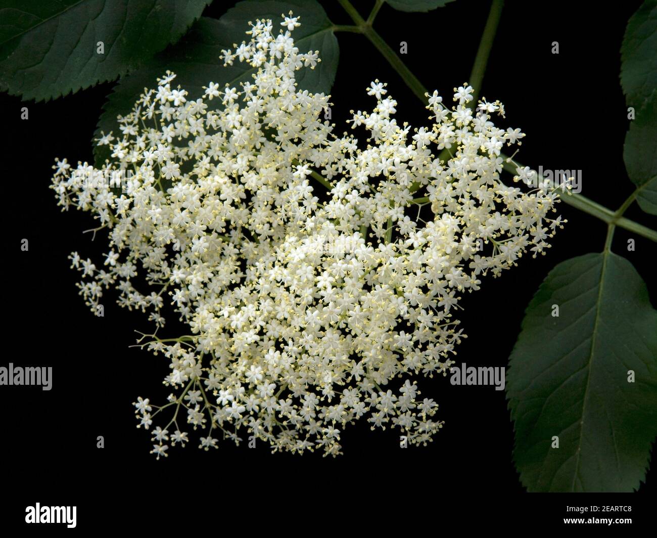 Sambucus nigra holler holunder immagini e fotografie stock ad alta ...
