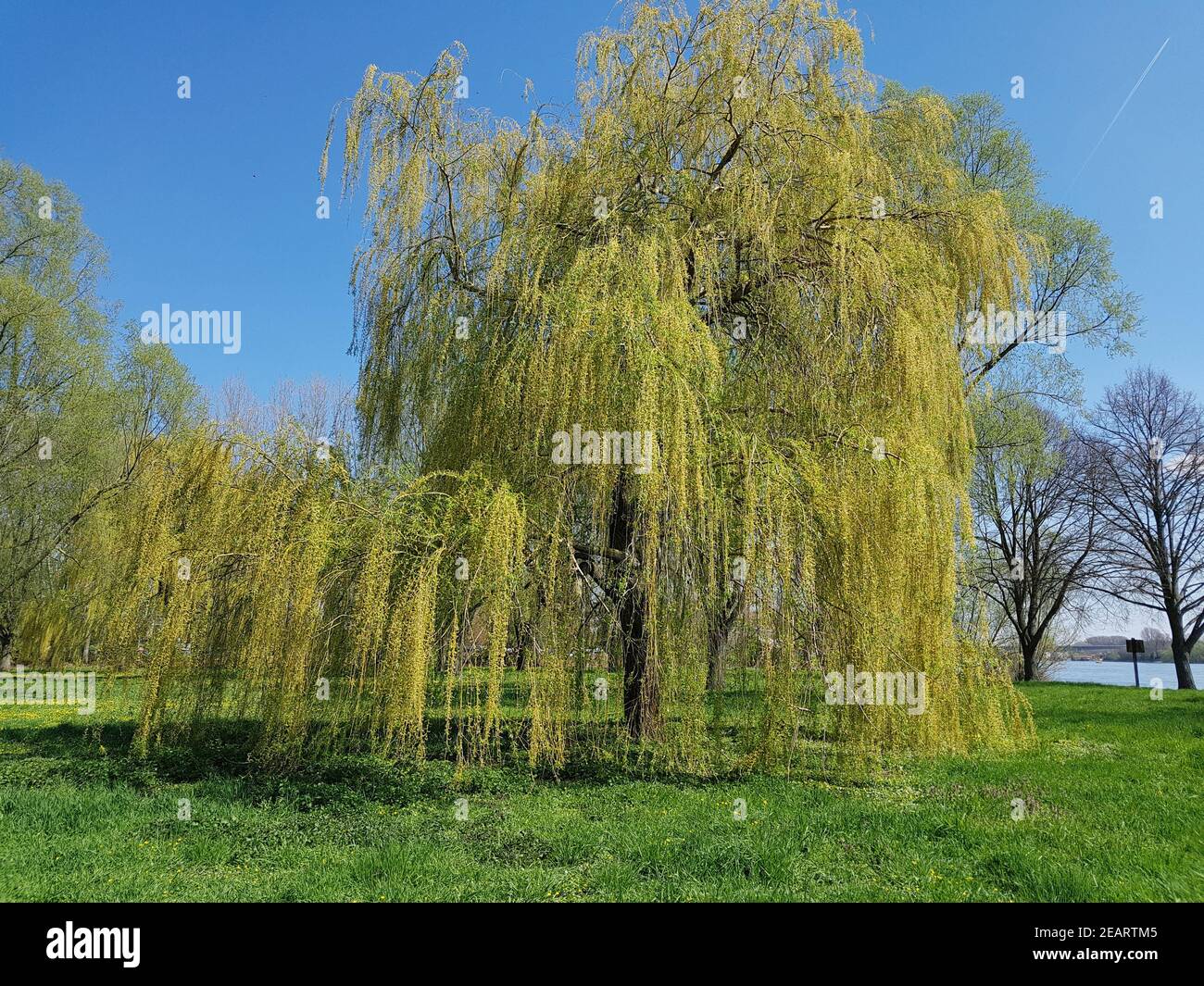 Salix babylonica trauerweide immagini e fotografie stock ad alta ...