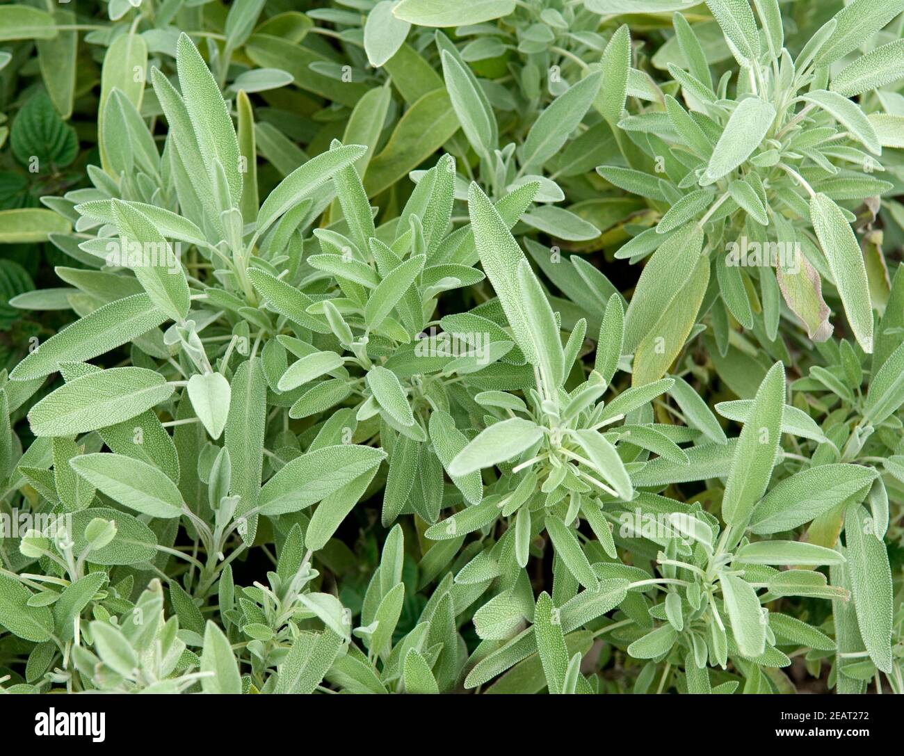 Salbei blu immagini e fotografie stock ad alta risoluzione - Alamy