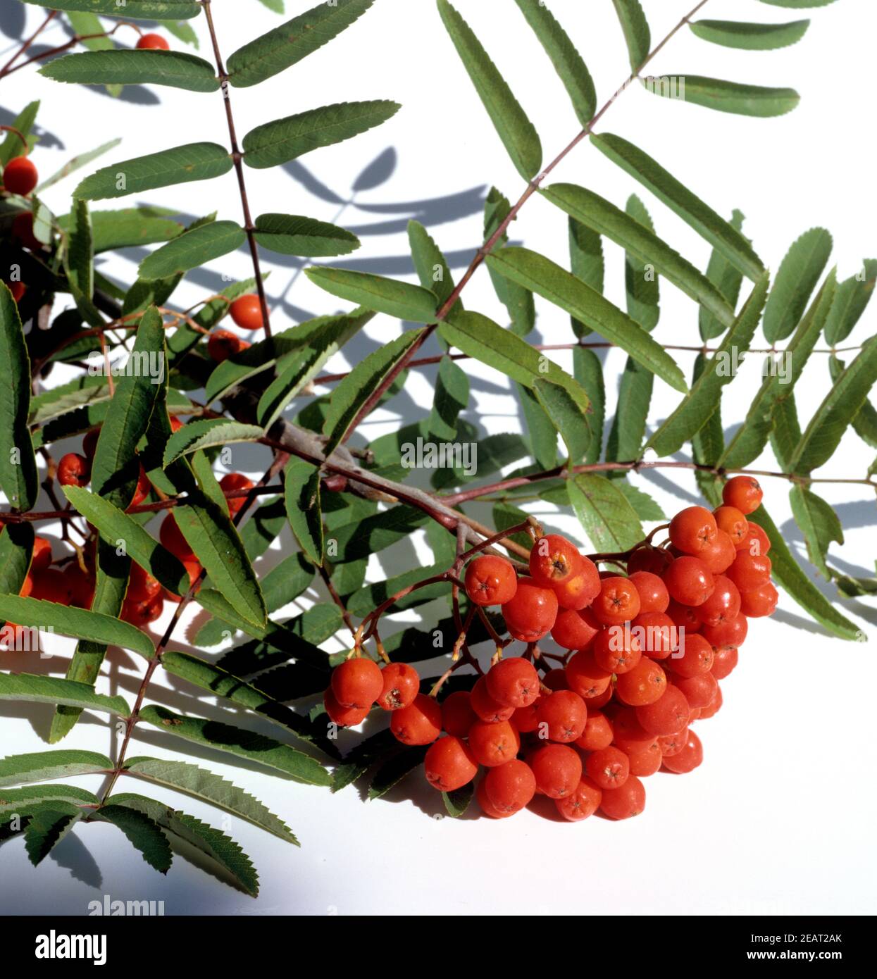 Sorbus aucuparia eberesche vogelbeere immagini e fotografie stock ad ...