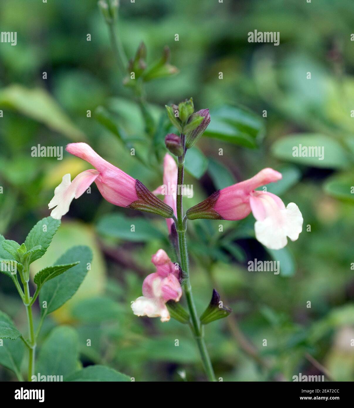 Salvia jamensis immagini e fotografie stock ad alta risoluzione - Alamy