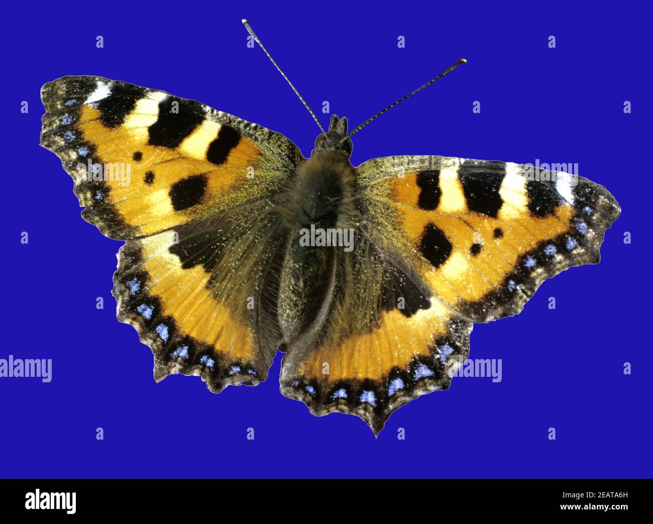 Kleiner fuchs immagini e fotografie stock ad alta risoluzione - Alamy