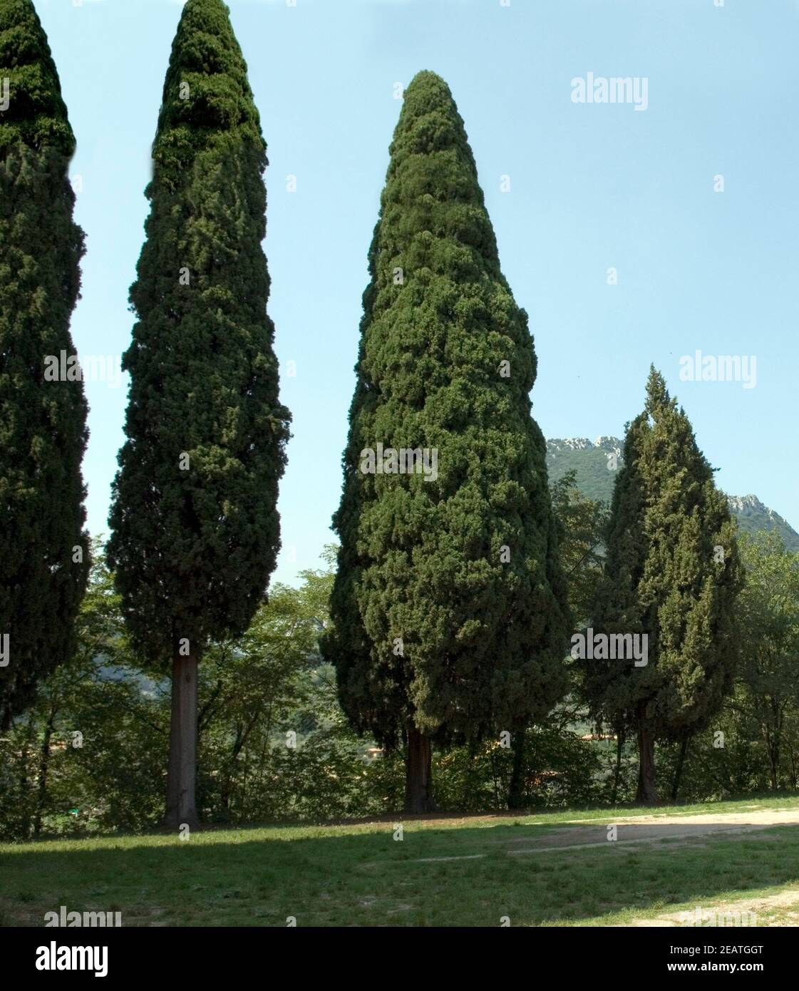 Echte zypresse immagini e fotografie stock ad alta risoluzione - Alamy