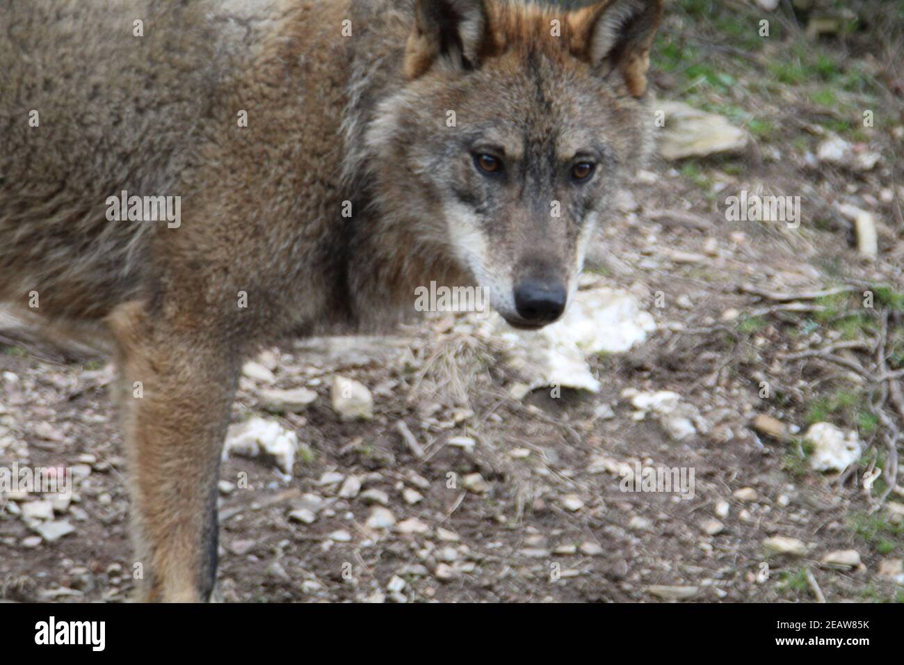 Fauna Portogallo Immagini e Fotos Stock - Alamy