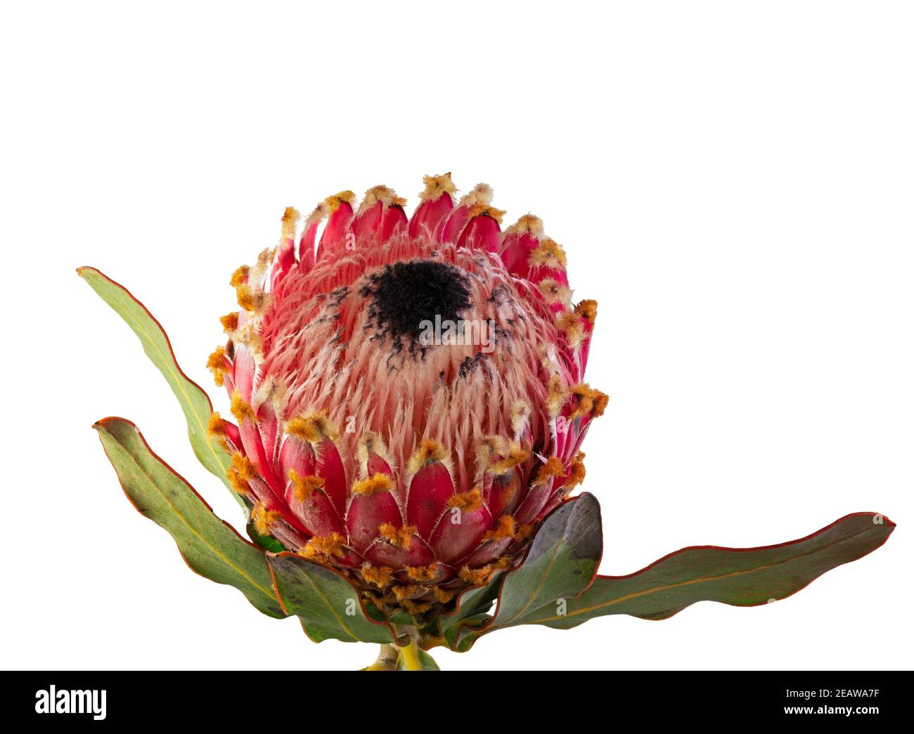King protea flower immagini e fotografie stock ad alta risoluzione - Alamy