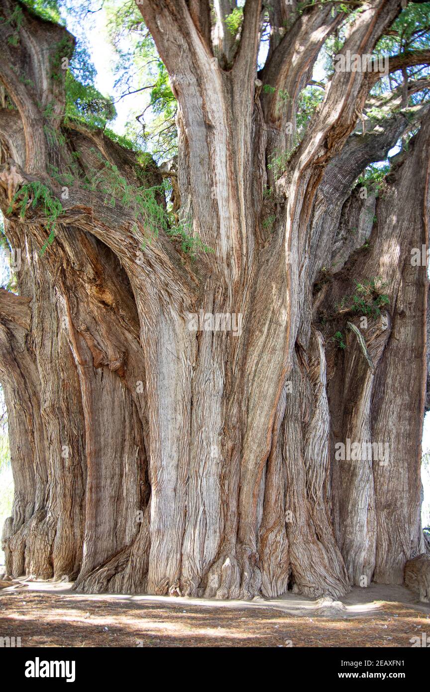 Arbol del tule immagini e fotografie stock ad alta risoluzione - Alamy