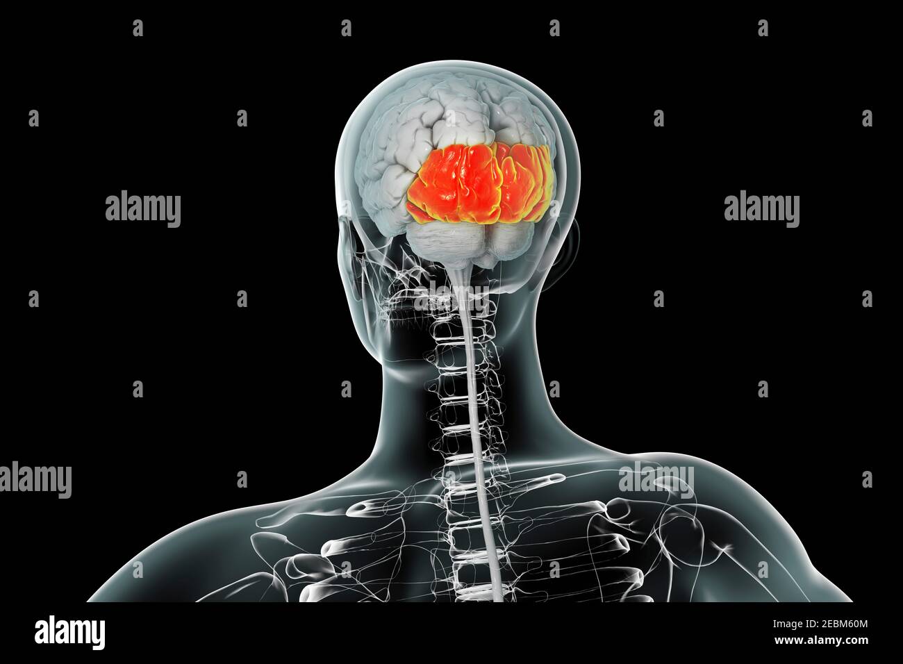 Lobi del cervello umano immagini e fotografie stock ad alta risoluzione ...