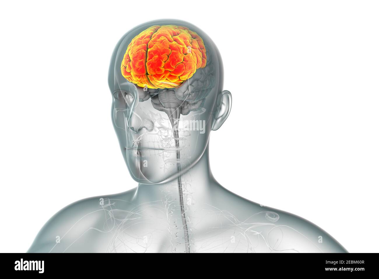 Lobi frontali immagini e fotografie stock ad alta risoluzione - Alamy