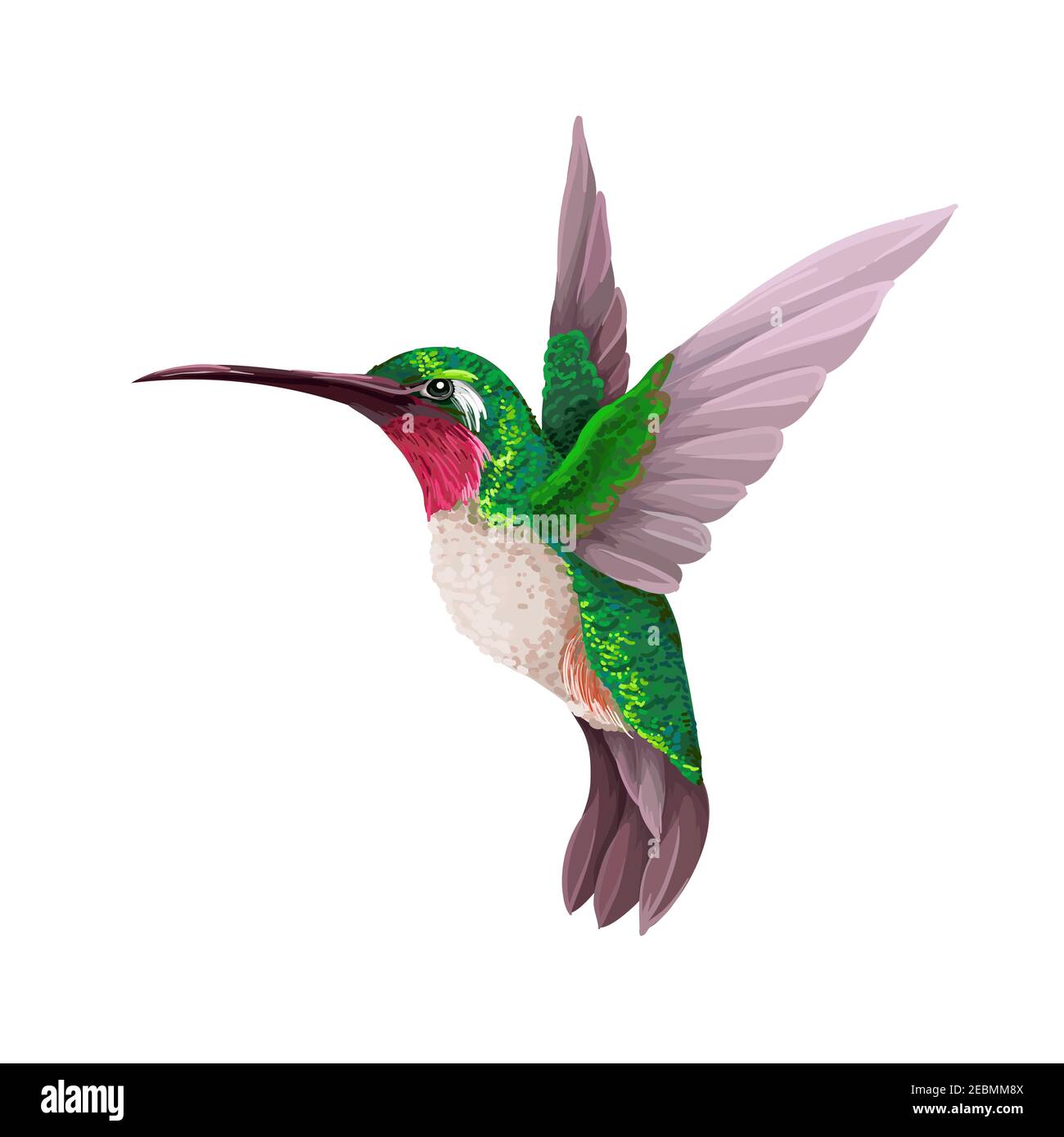 Disegno colibrì Immagini Vettoriali Stock - Alamy