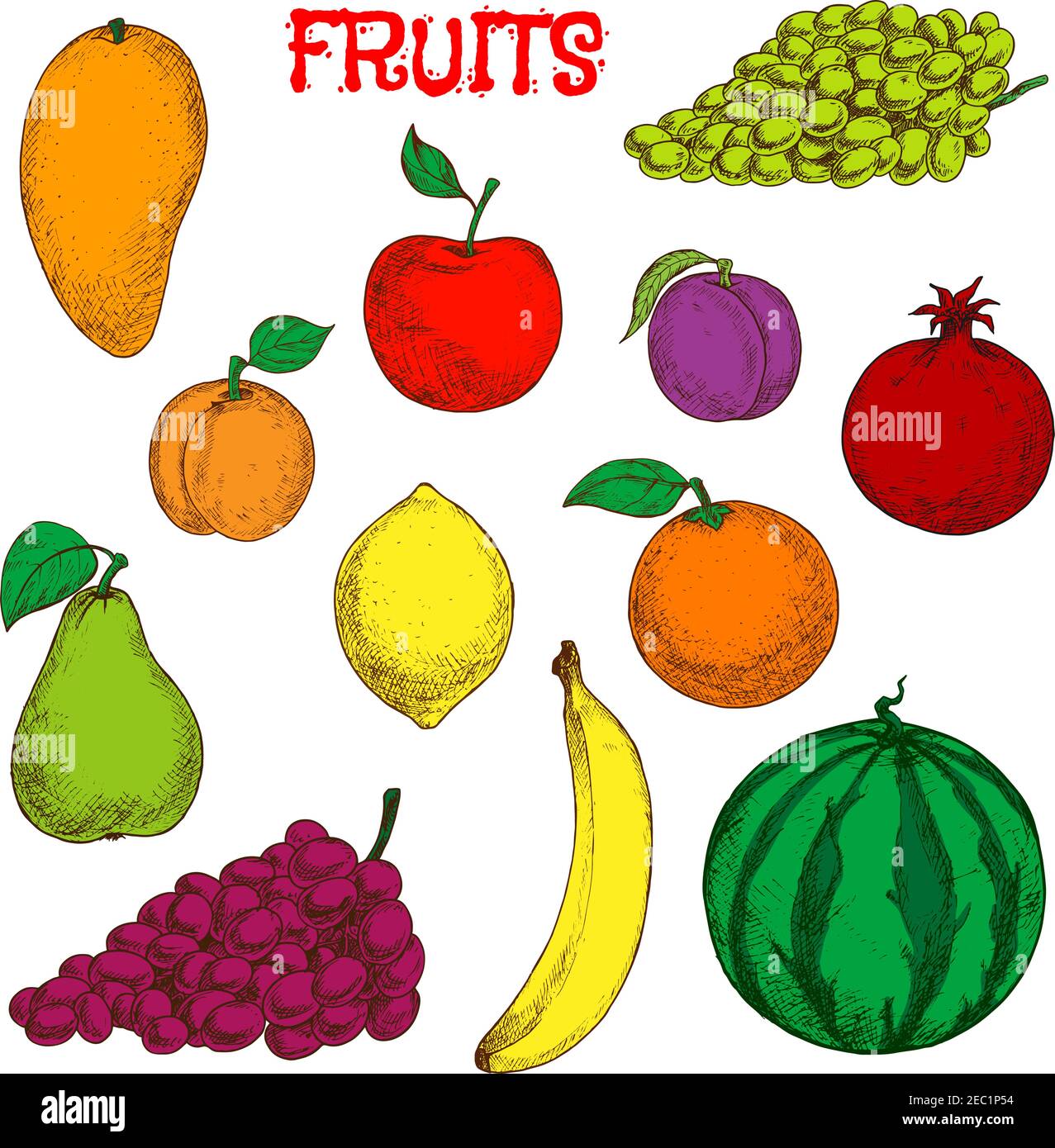 Disegni colorati di frutta per il disegno agricolo con mango tropicale ...