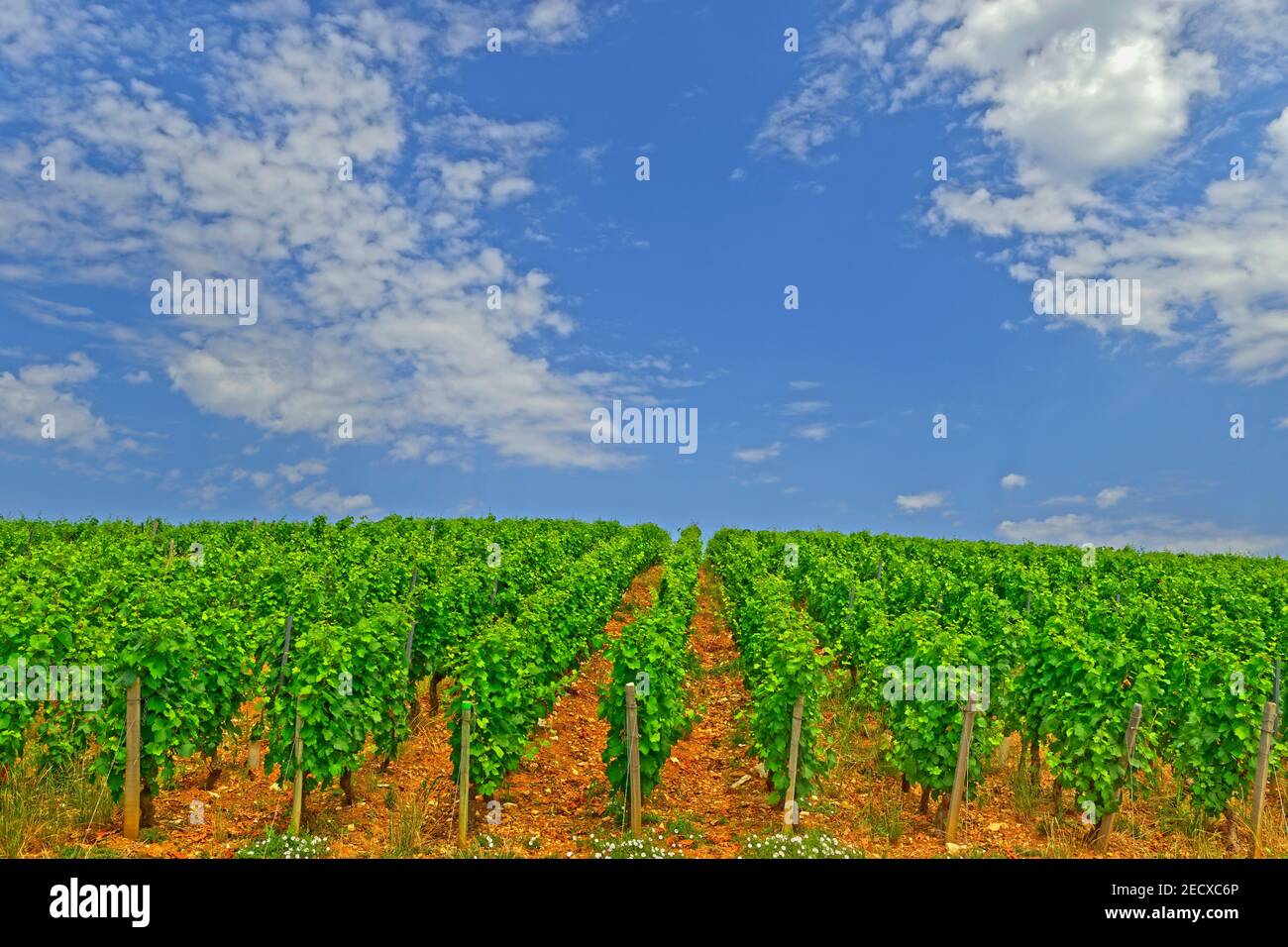 Vigneto di collina immagini e fotografie stock ad alta risoluzione - Alamy