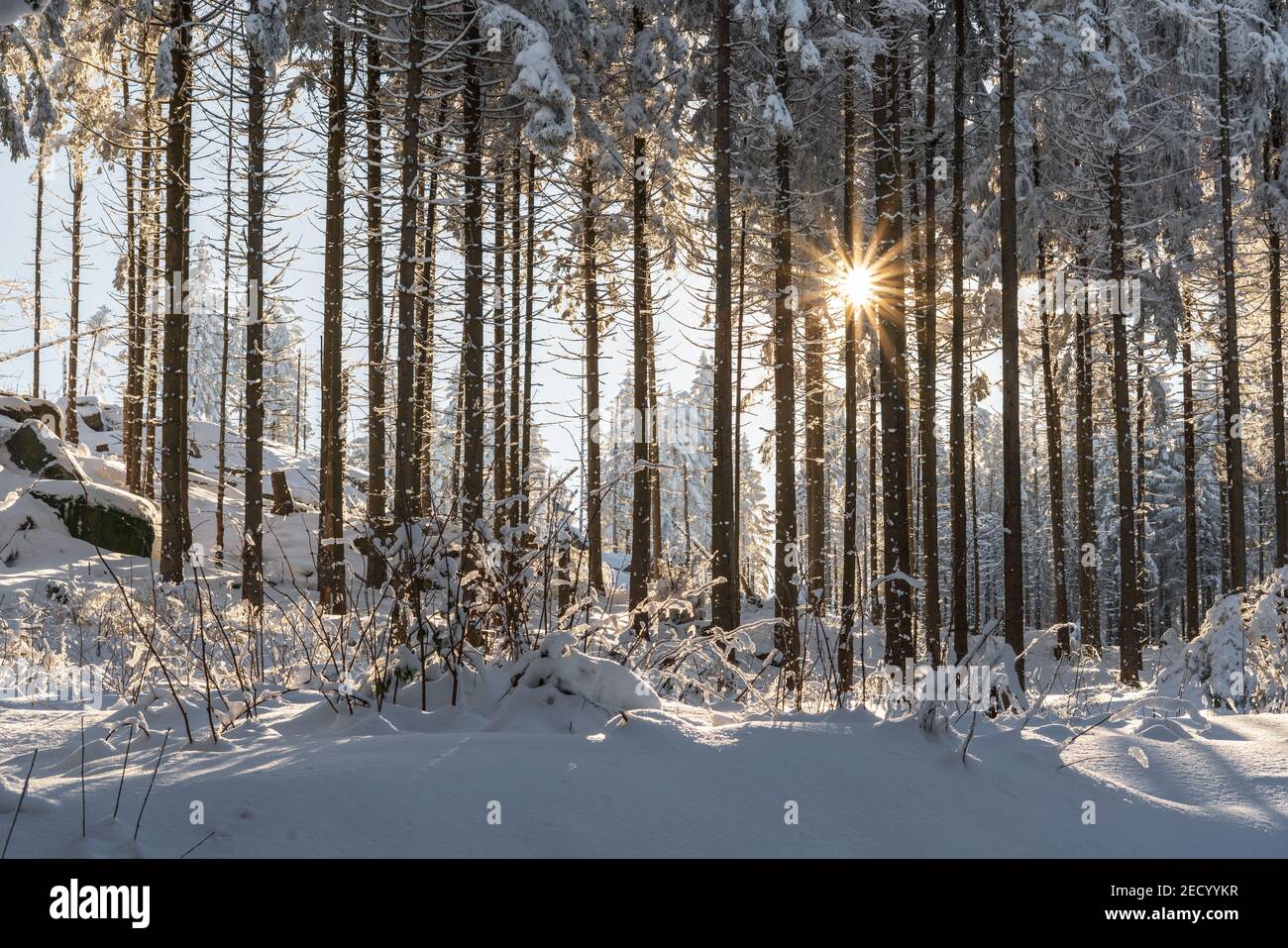 Winter wonderland immagini e fotografie stock ad alta risoluzione - Alamy