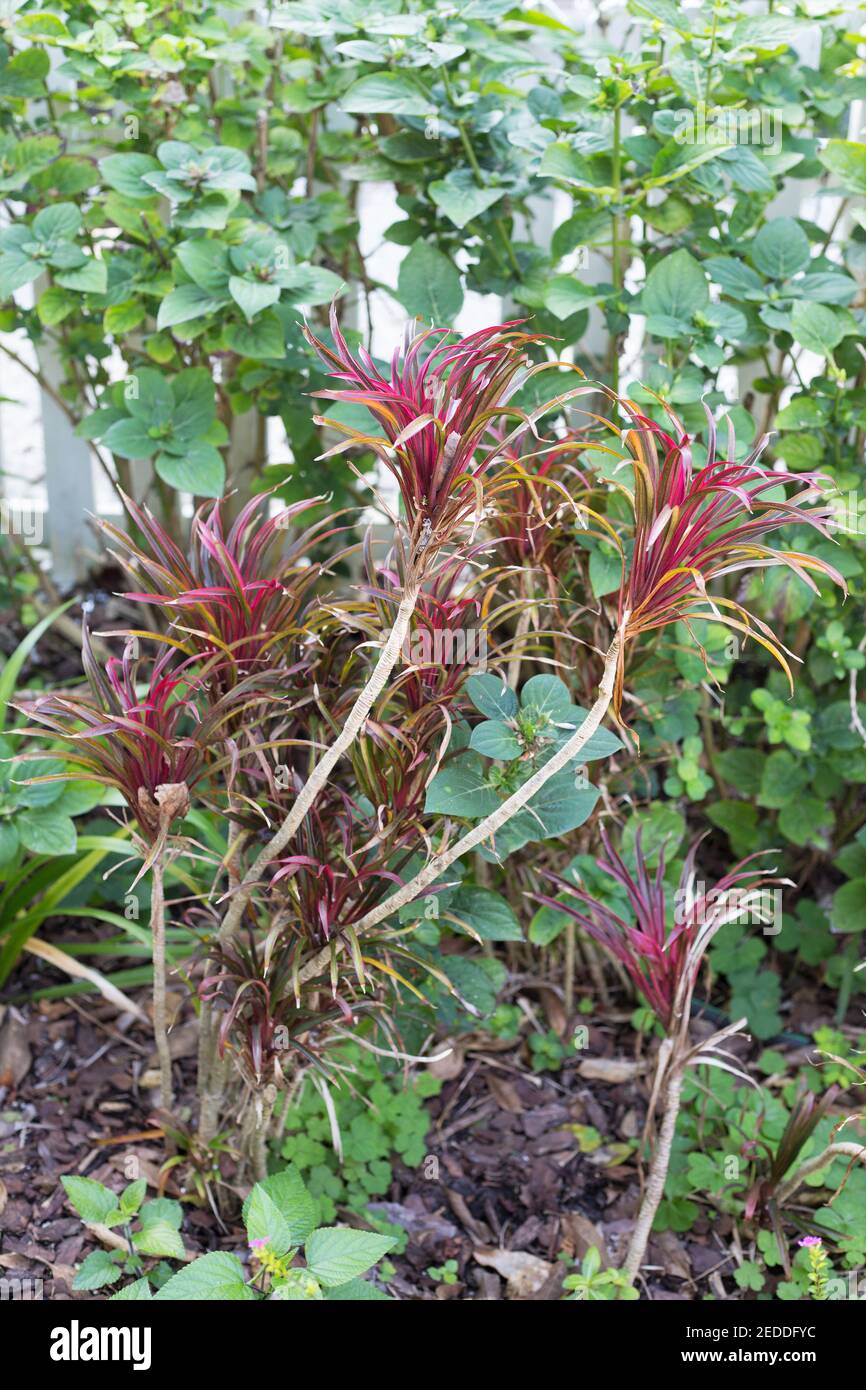 Ti pianta cordyline fruticosa immagini e fotografie stock ad alta ...