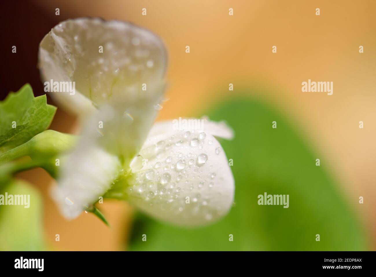 Come coltivare la pianta di piselli immagini e fotografie stock ad alta ...
