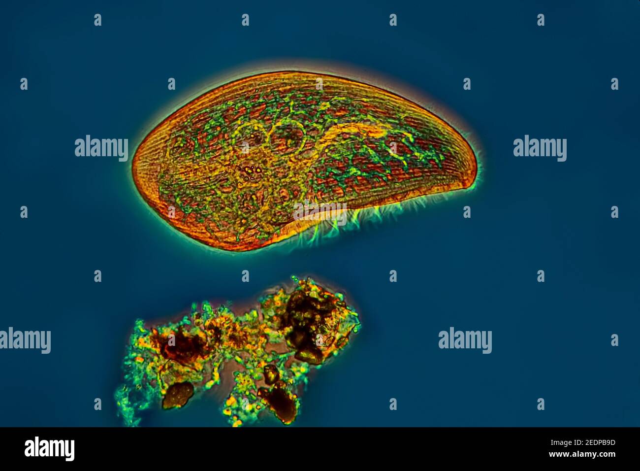 Ciliat con immagini e fotografie stock ad alta risoluzione - Alamy