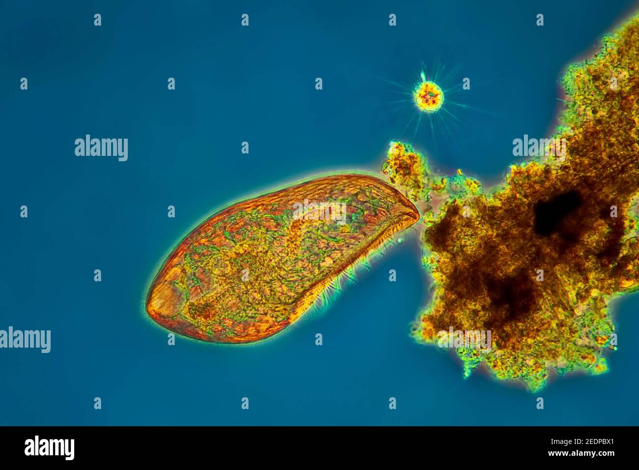 Ciliat con immagini e fotografie stock ad alta risoluzione - Alamy