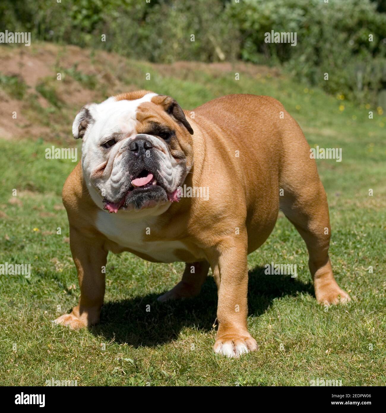 Profilo bulldog immagini e fotografie stock ad alta risoluzione - Alamy