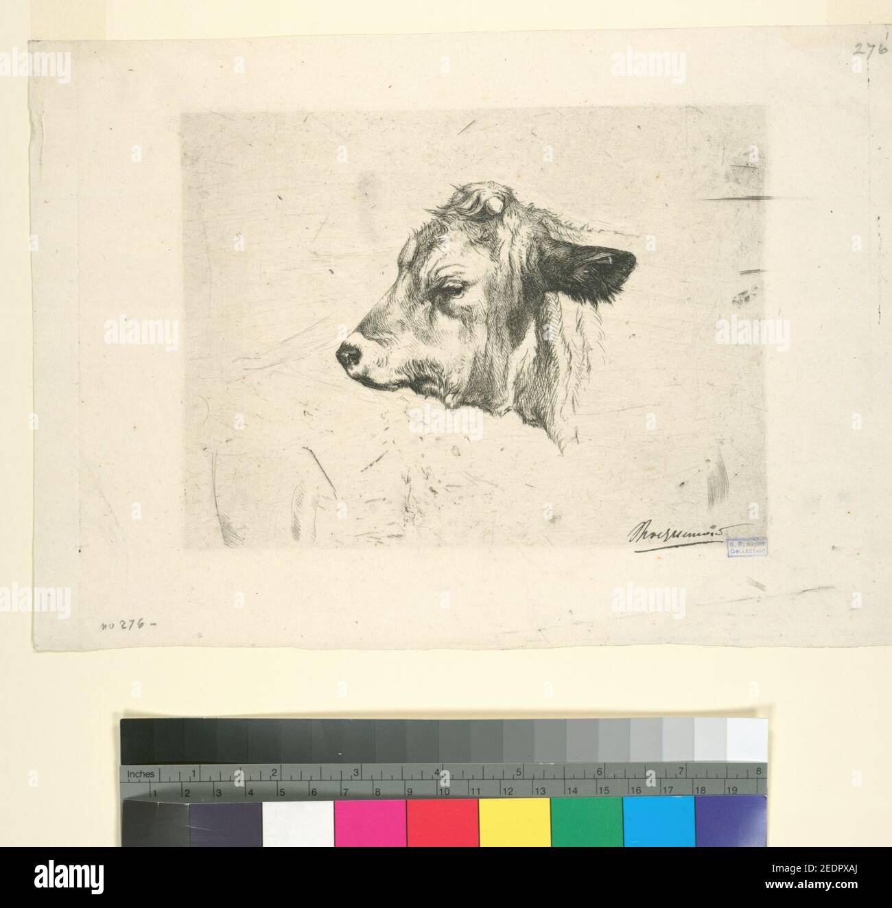 Tete de taureau immagini e fotografie stock ad alta risoluzione - Alamy