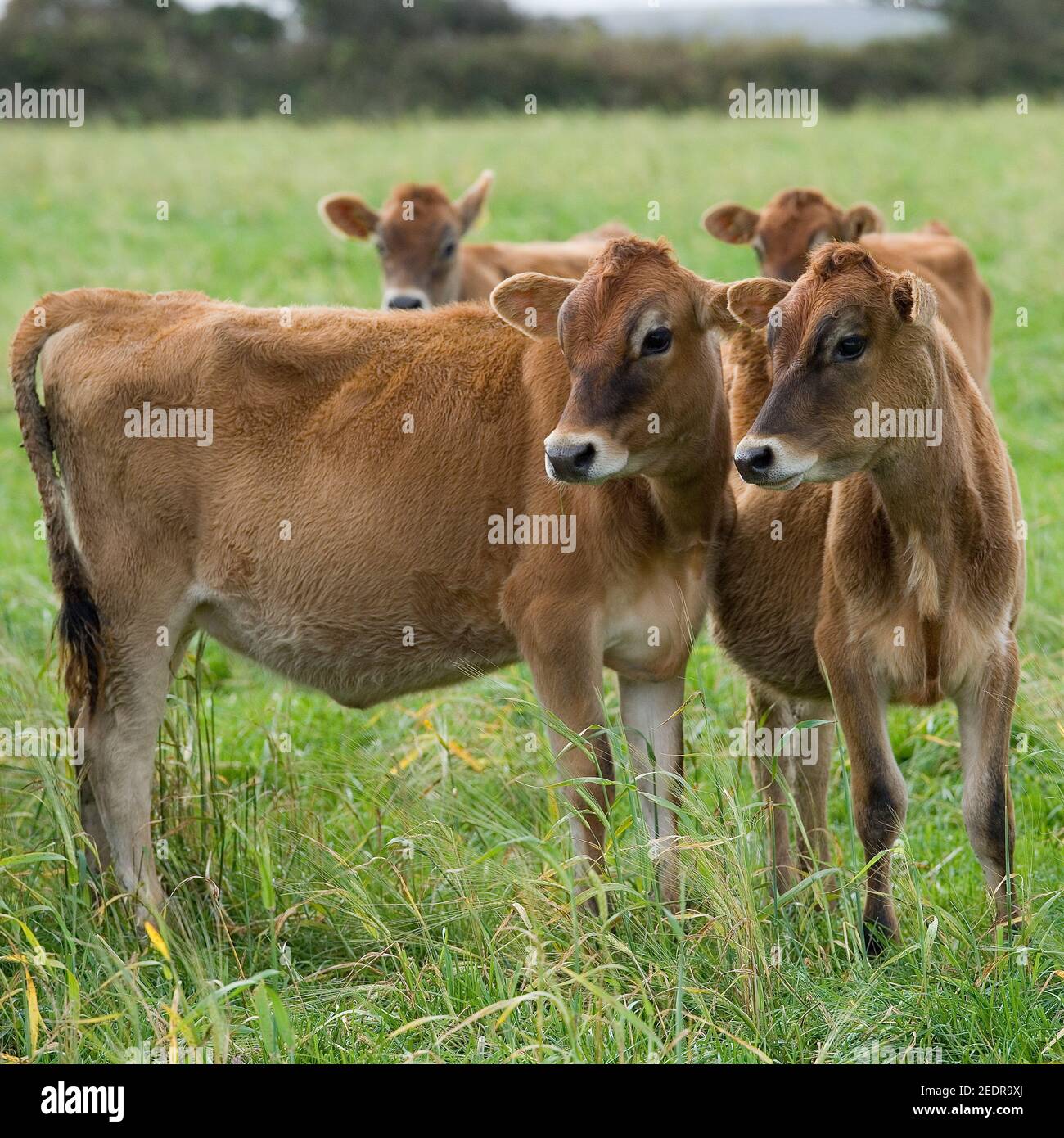 Profilo delle mucche immagini e fotografie stock ad alta risoluzione ...
