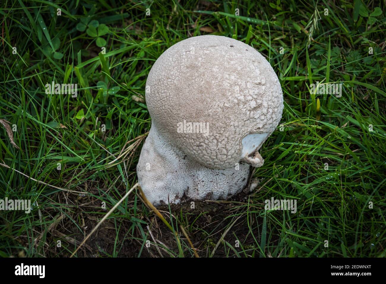 Puff ball fungi immagini e fotografie stock ad alta risoluzione - Alamy