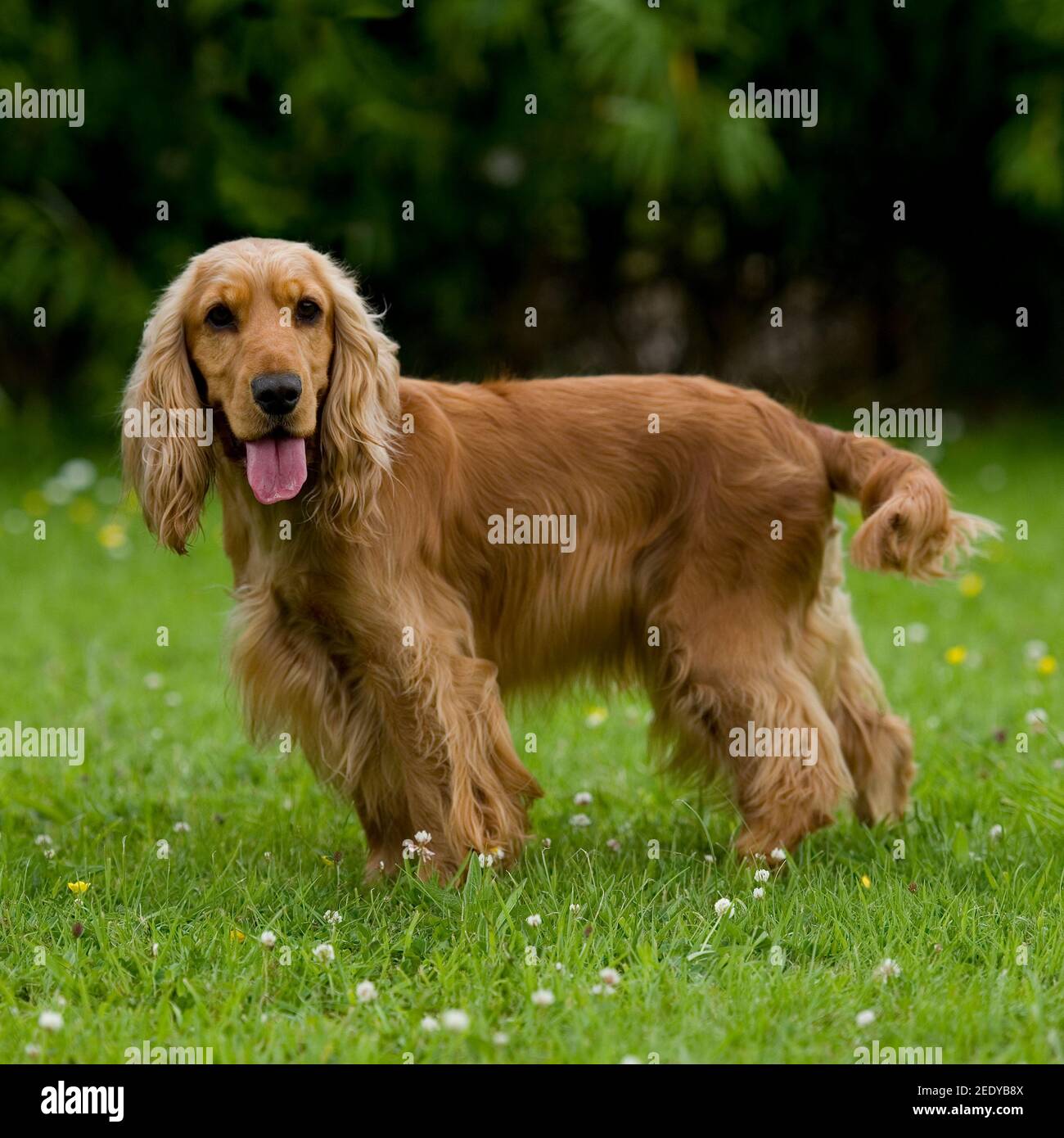 Cocker spaniel inglese immagini e fotografie stock ad alta risoluzione ...