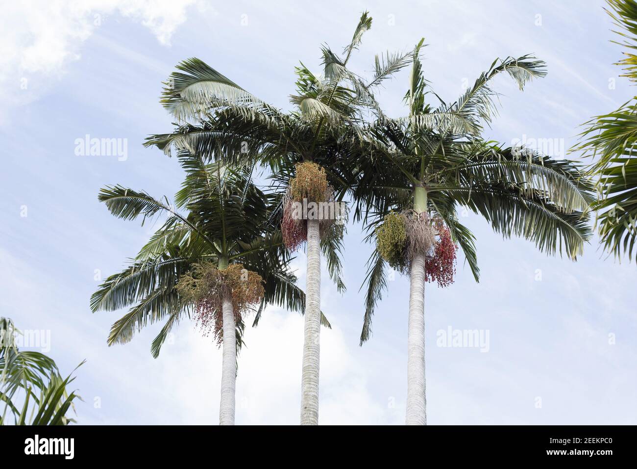 Palma di alexander immagini e fotografie stock ad alta risoluzione - Alamy