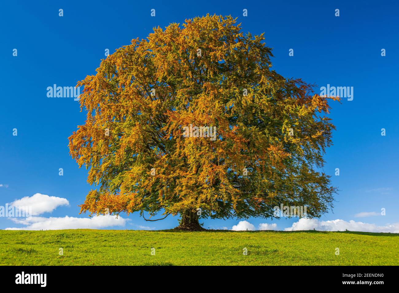 Grosse buche immagini e fotografie stock ad alta risoluzione - Alamy