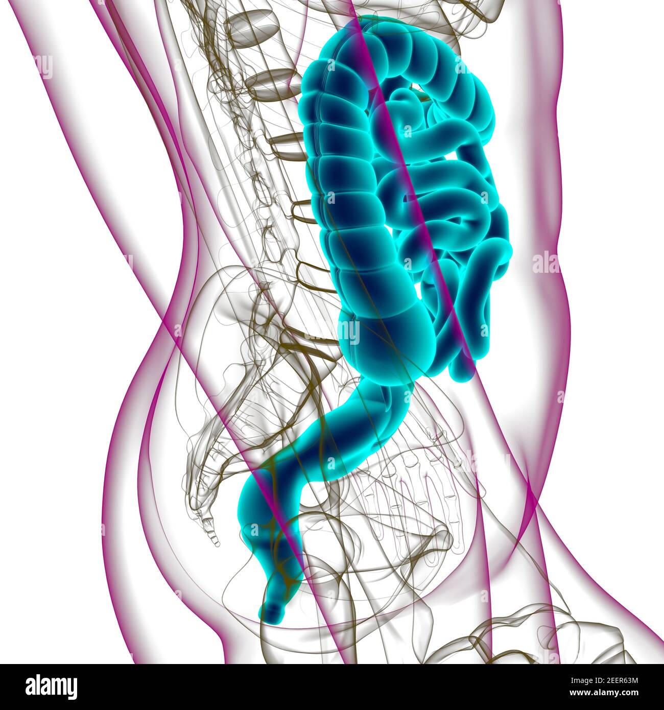 Illustrazione 3D dell'intestino tenue e dell'intestino tenue Anatomia ...
